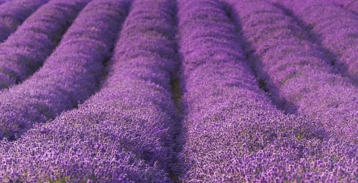 Cotswold Lavender