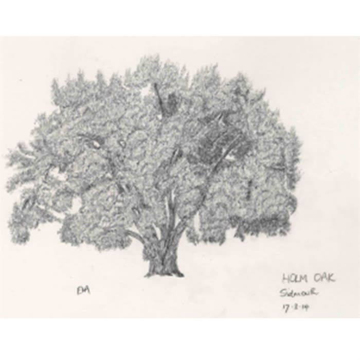 A Celebration of Trees - Visit Devon