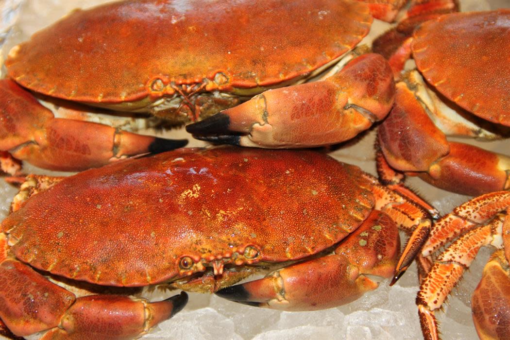 Blåskjell, krabbe og hummer i Grimstad - Visit Sørlandet