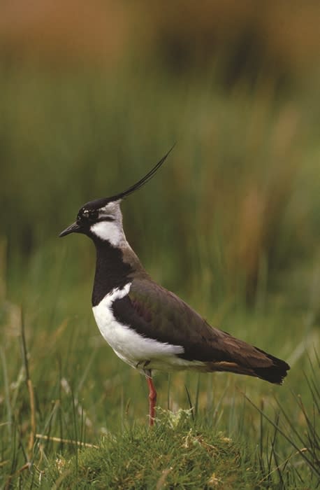Lapwing Cycle Route - Visit Southport