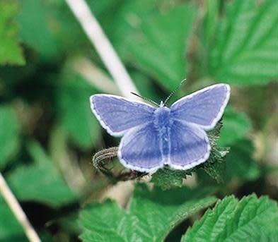 Butterfly Cycle Route