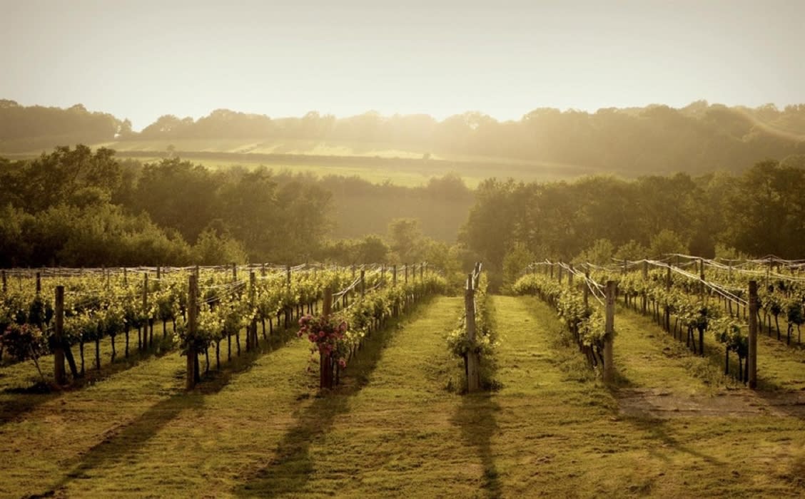 English Wine Tour with SmoothRed