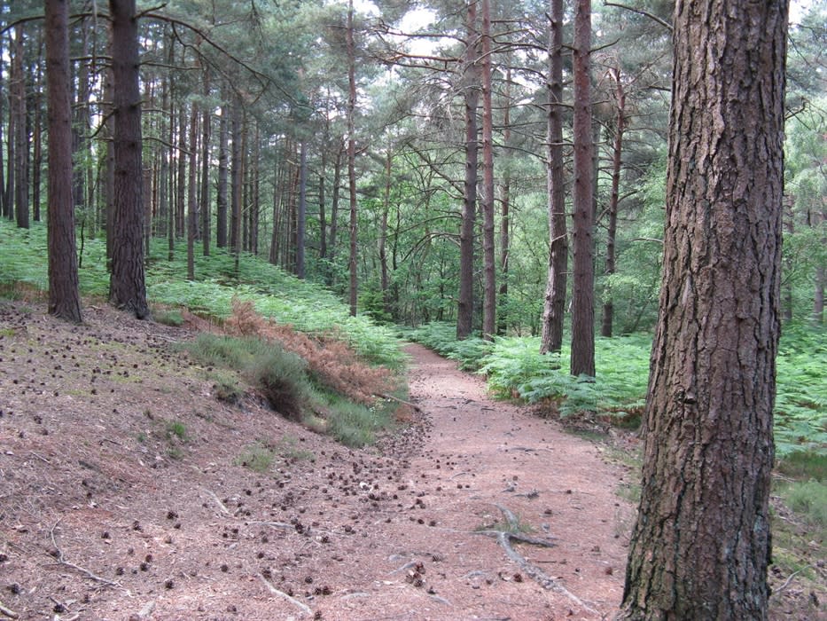 Graffham Common Nature Reserve