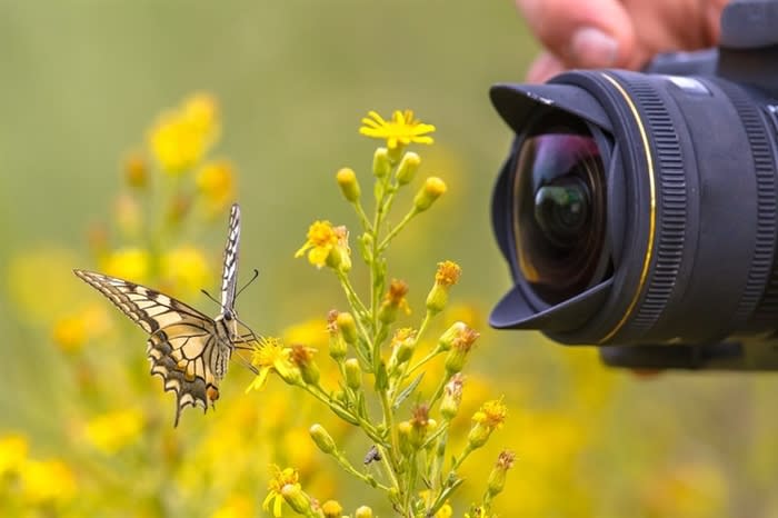 Summer Blooms Photography Workshop with Molly Hollman