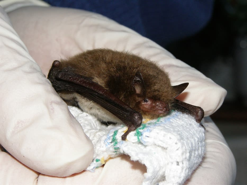 Batty about bats! - Great Sussex Way