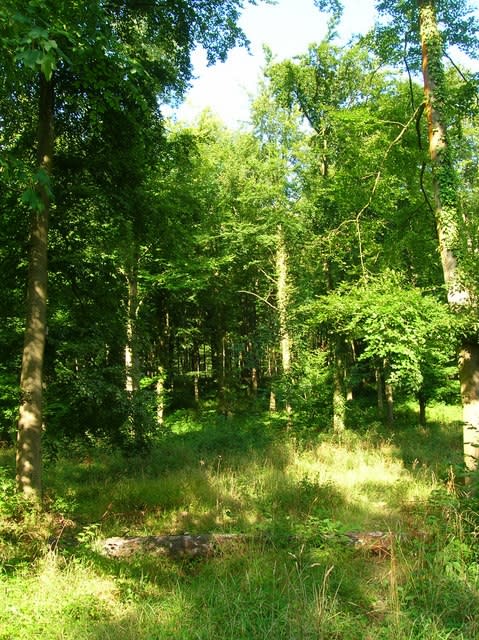Explore Wildhams Wood