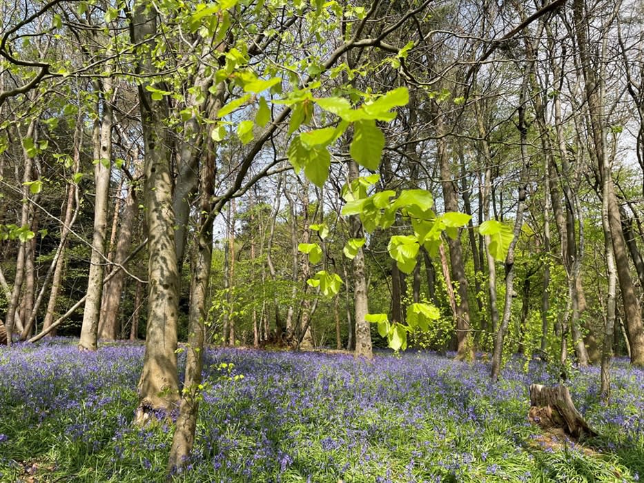 Chantry Wood - Visit Surrey