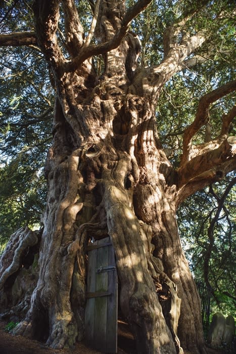 The Yew Tree Way - Visit Surrey