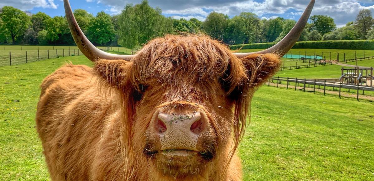 Godstone Farm - Visit Surrey