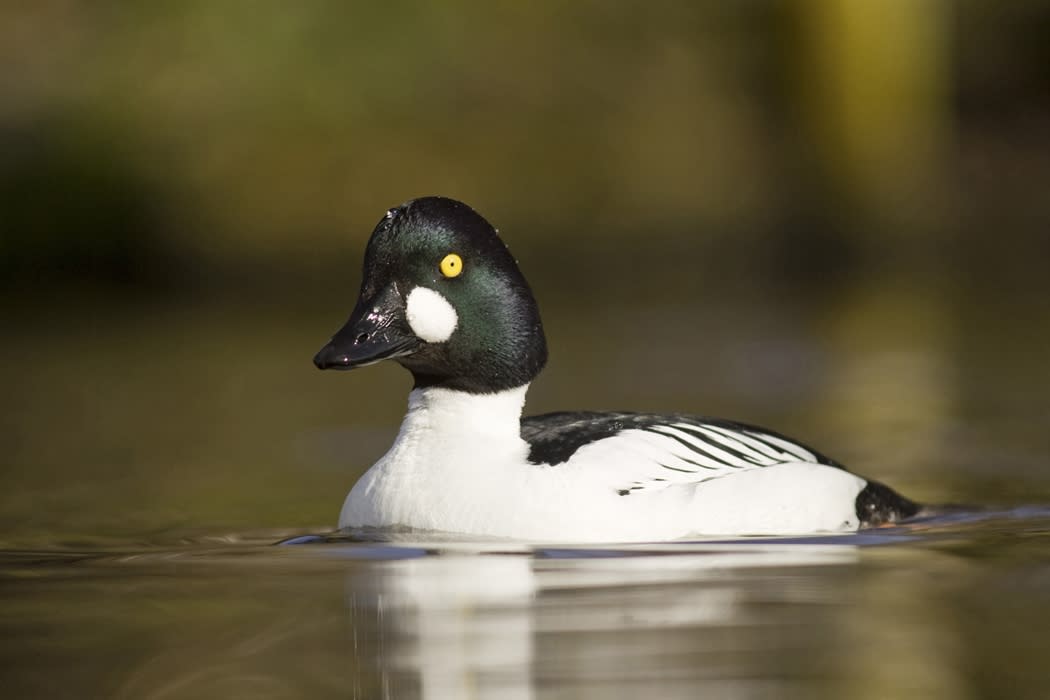 Magical Medmerry - Great Sussex Way