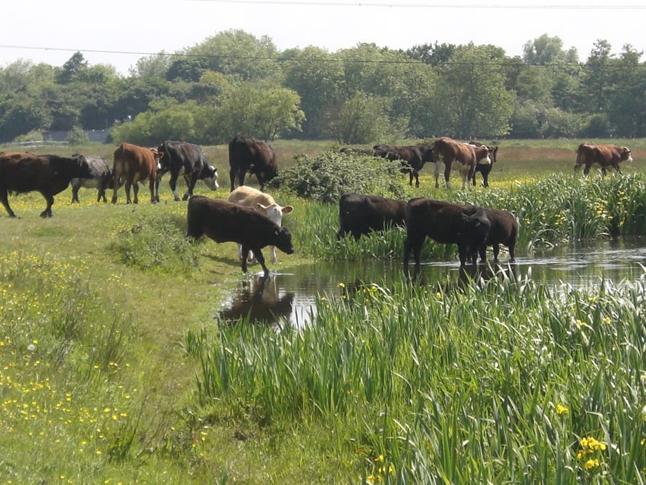 Staines Moor - Visit Surrey