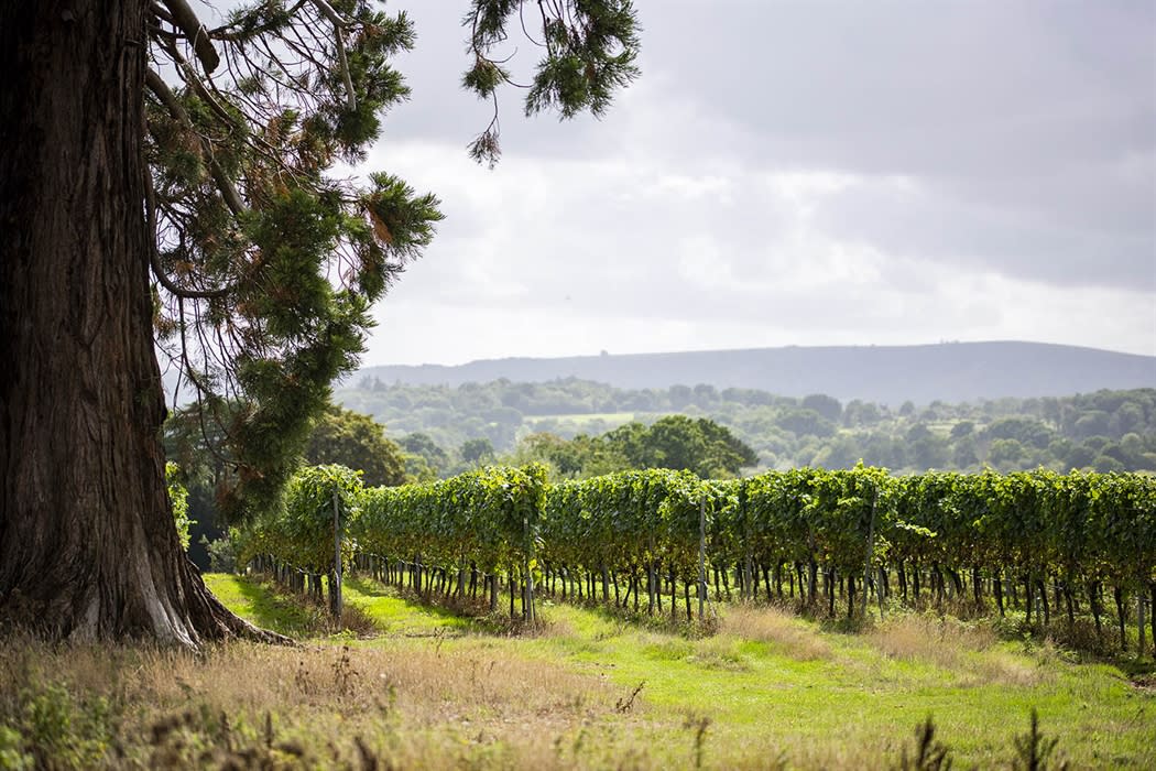Stopham Vineyard