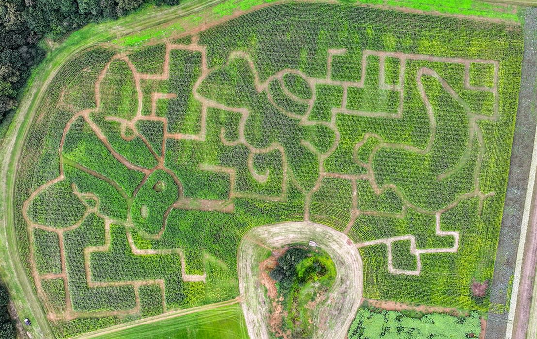 Cowdray's Maize Maze and Sunflower Picking Patch - Great Sussex Way