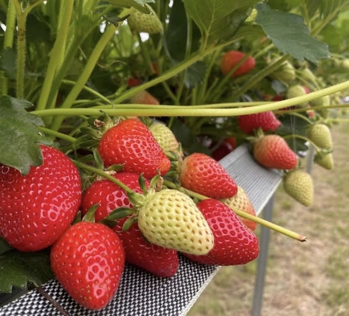 Dell Quay PYO Fruit Farm