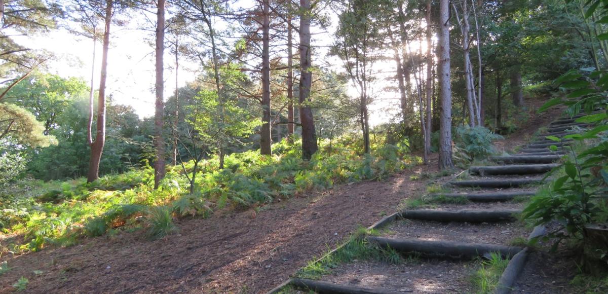 Lightwater Country Park - Visit Surrey