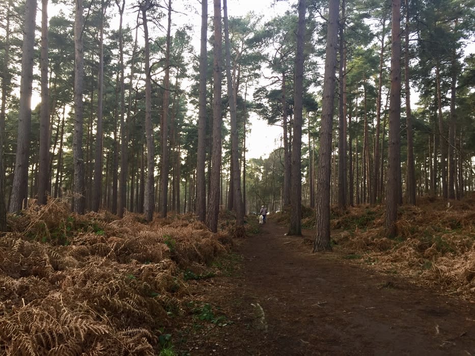 Ockham and Wisley Common - Visit Surrey