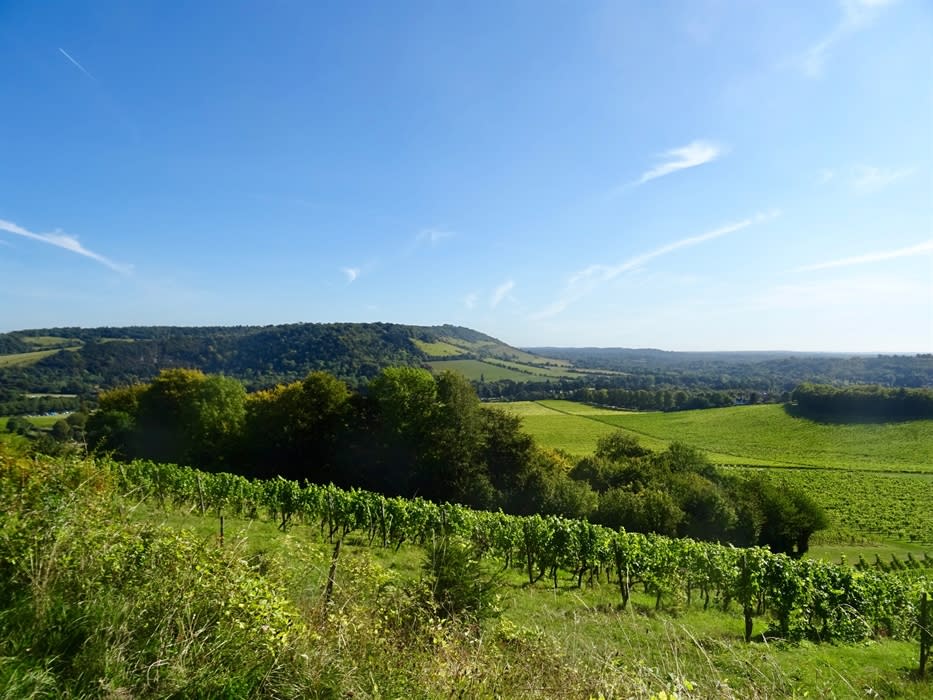 Denbies Hillside - Visit Surrey