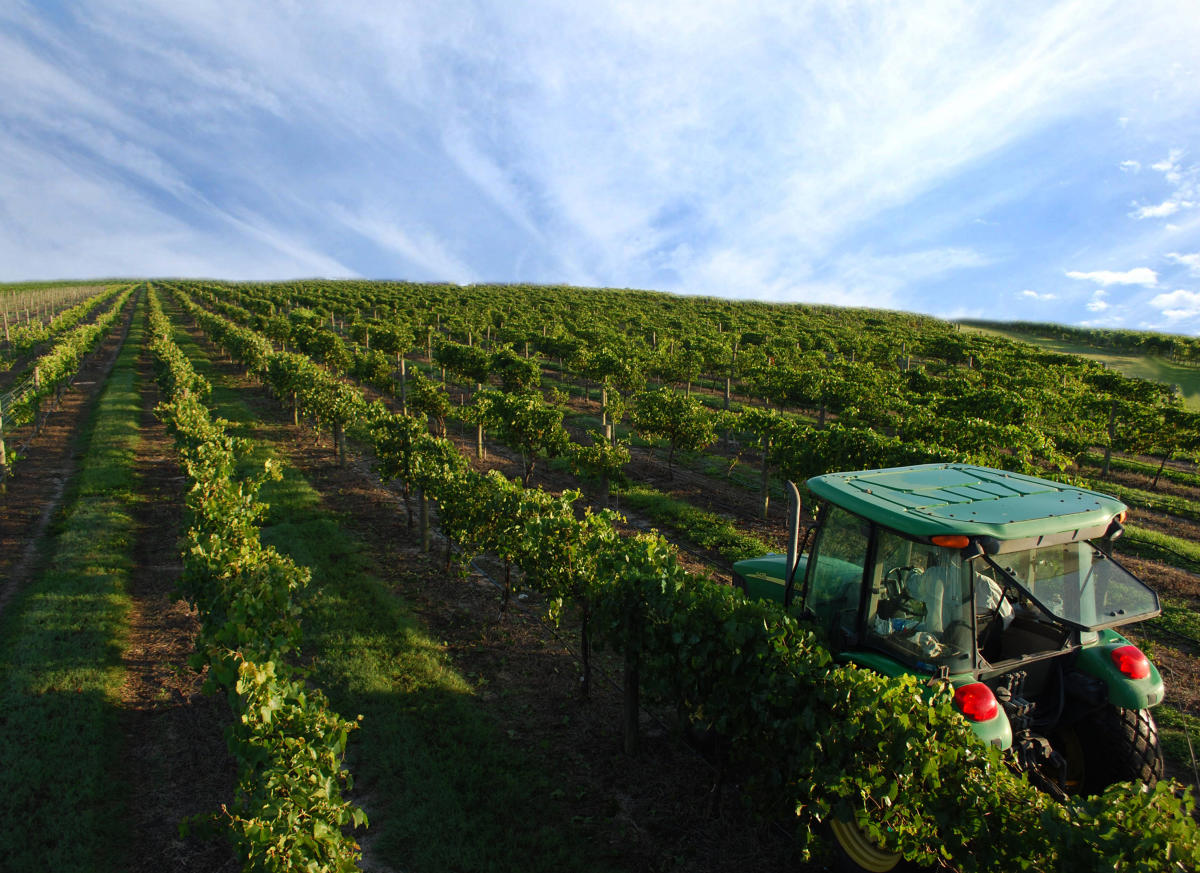 Lakeridge Winery & Vineyards | Clermont, FL | 31192