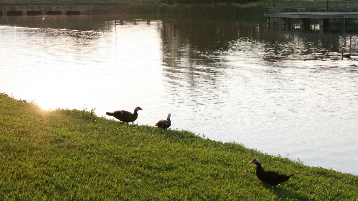 Bill Frederick Park at Turkey Lake | Orlando, FL | 54512