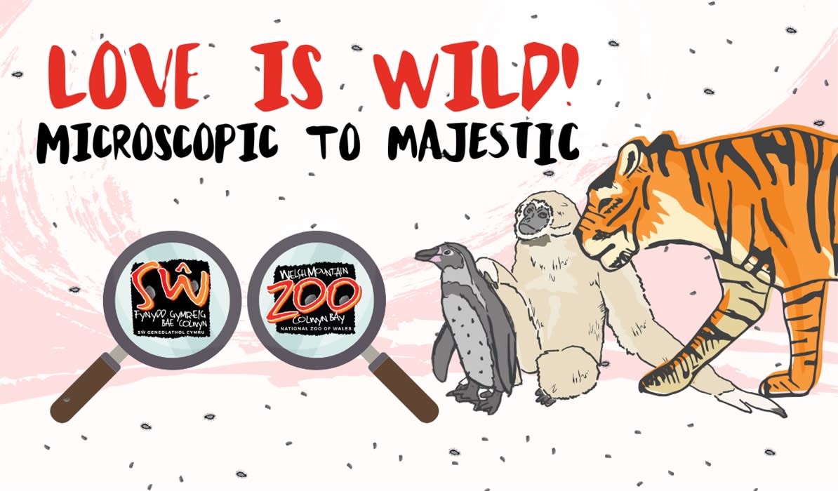 Love is Wild! - Microscopic to Majestic at the Welsh Mountain Zoo ...