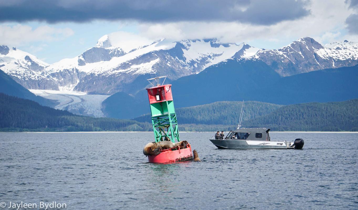 Alaska Humpback Adventures
