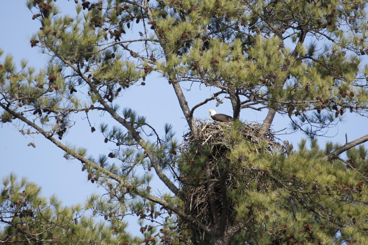 Eagle Awareness at Guntersville