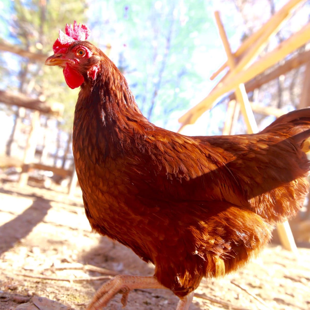 El Pinto Authentic New Mexican Restaurant