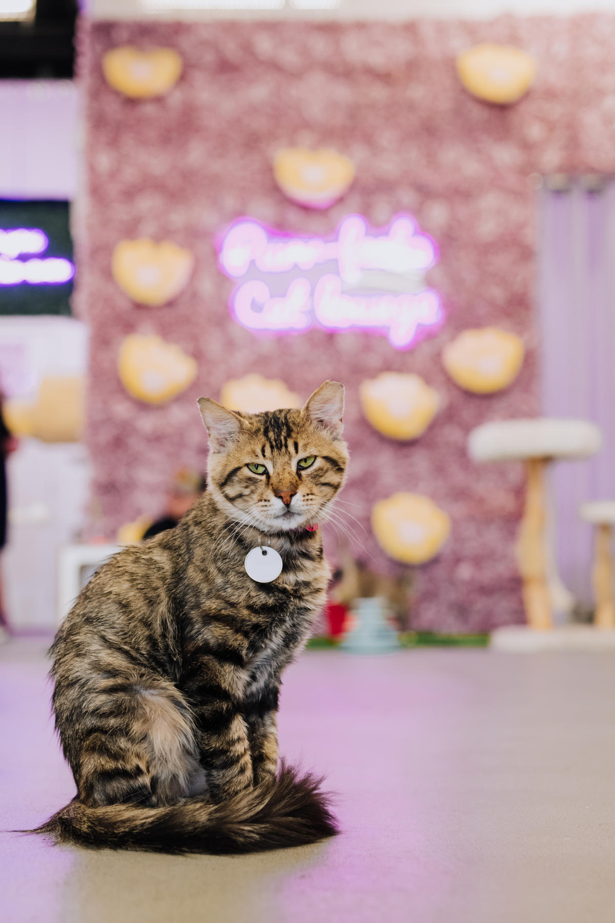 Purrfecto Cat Lounge | Austin, TX