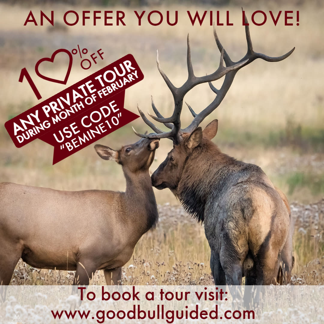 Good Bull Guided Tours