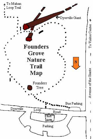 Founder's Grove & The Dyerville Giant