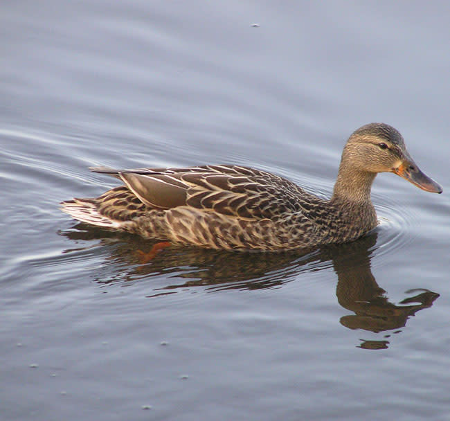 Birding on California's Northcoast