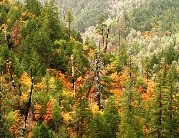 Six Rivers National Forest