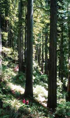 About the coastal redwoods