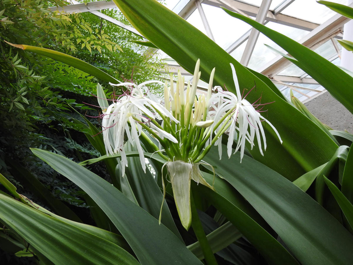 Foellinger-Freimann Botanical Conservatory