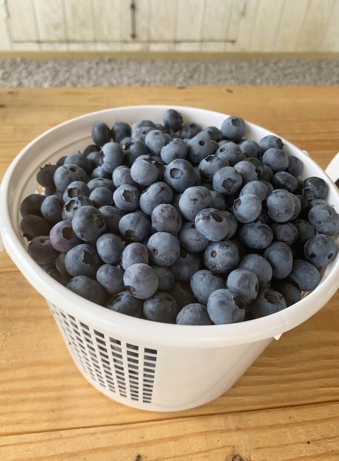 Wendell Blueberry Farm