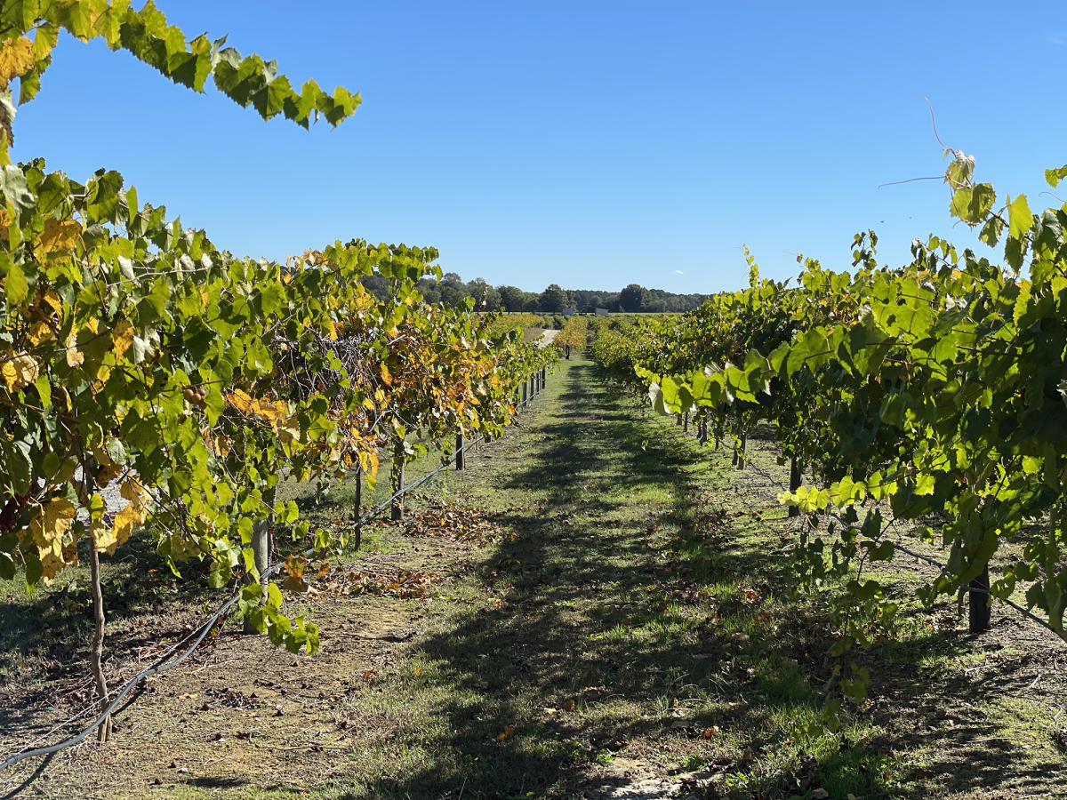 Hinnant Family Vineyards