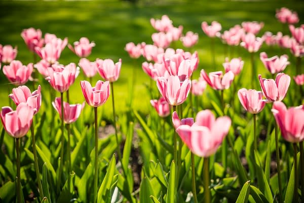 Spring Tulip Showcase