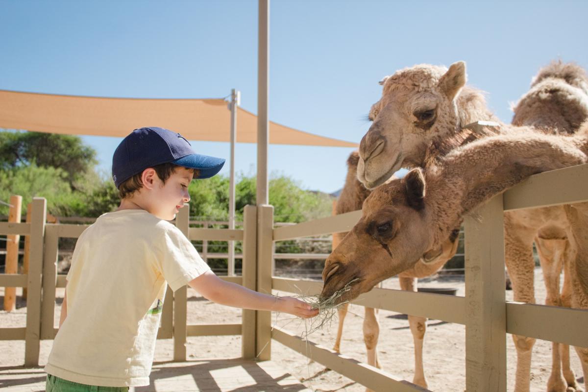 The Living Desert