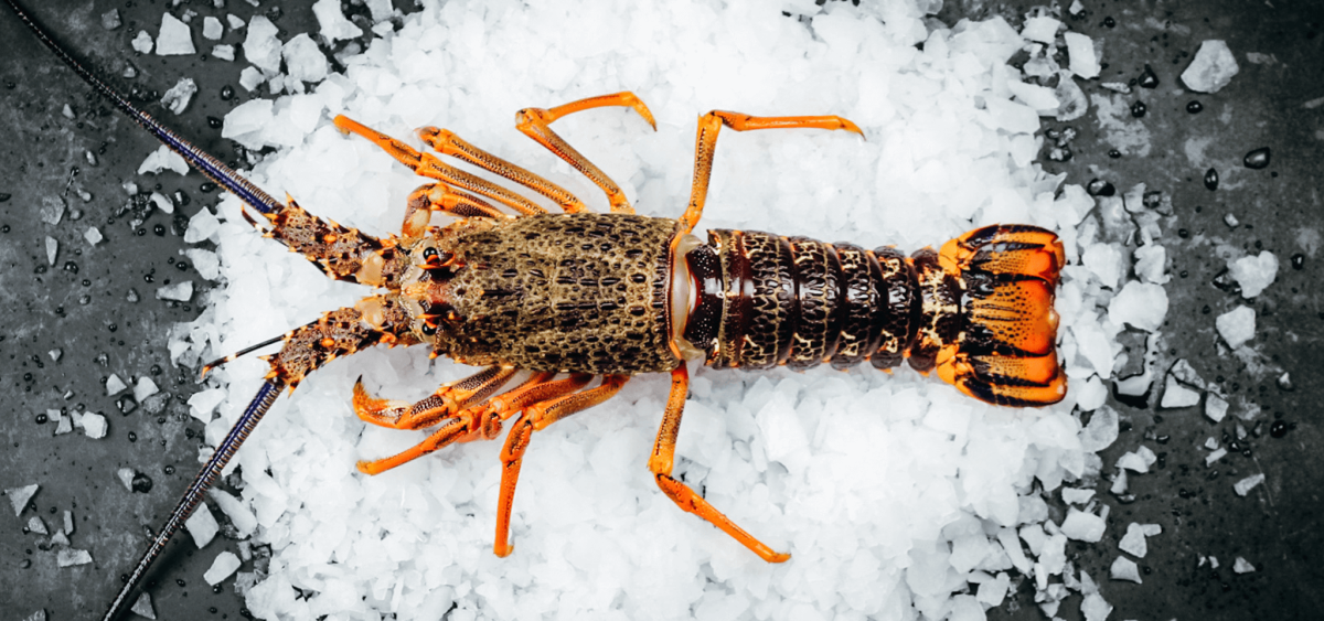 Harbour Fish | Official Queenstown Website