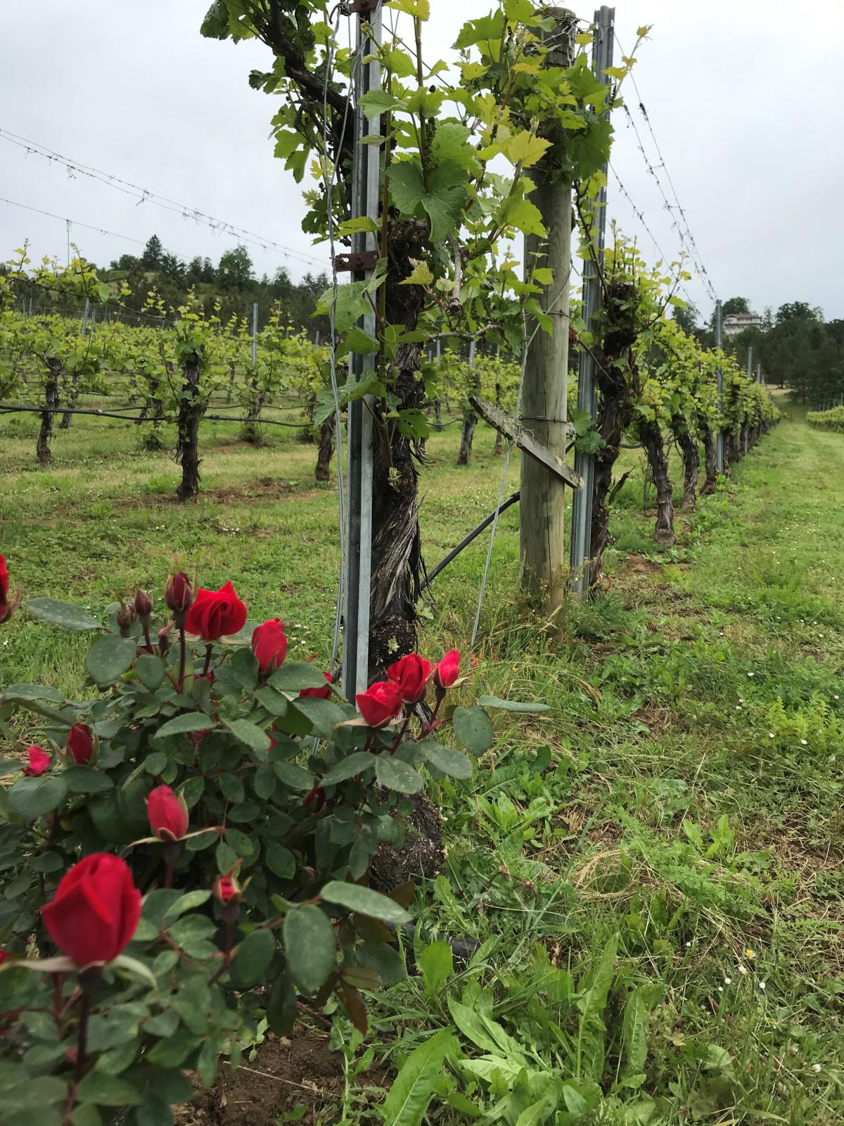 Triple Oak Wine Vault