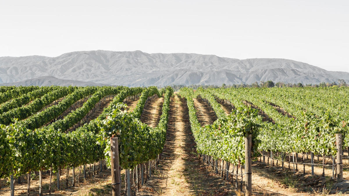 Ponte Family Estate Winery | Temecula, CA