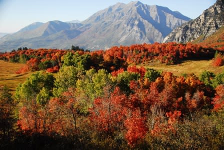 Uinta-Wasatch-Cache National Forest