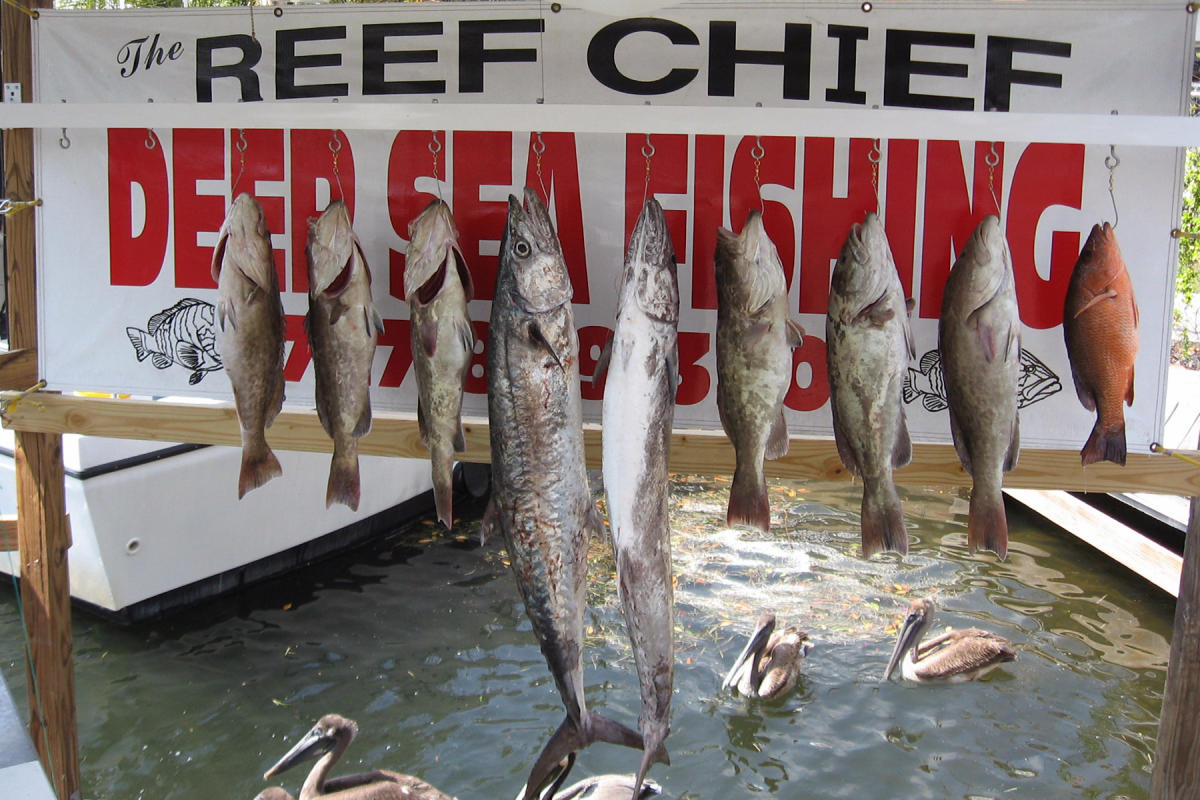 The Reef Chief Charters in Port Richey | VISIT FLORIDA