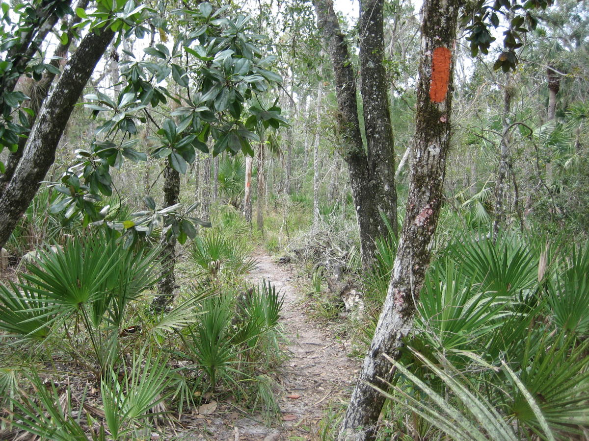 Little Big Econ State Forest in Geneva | VISIT FLORIDA