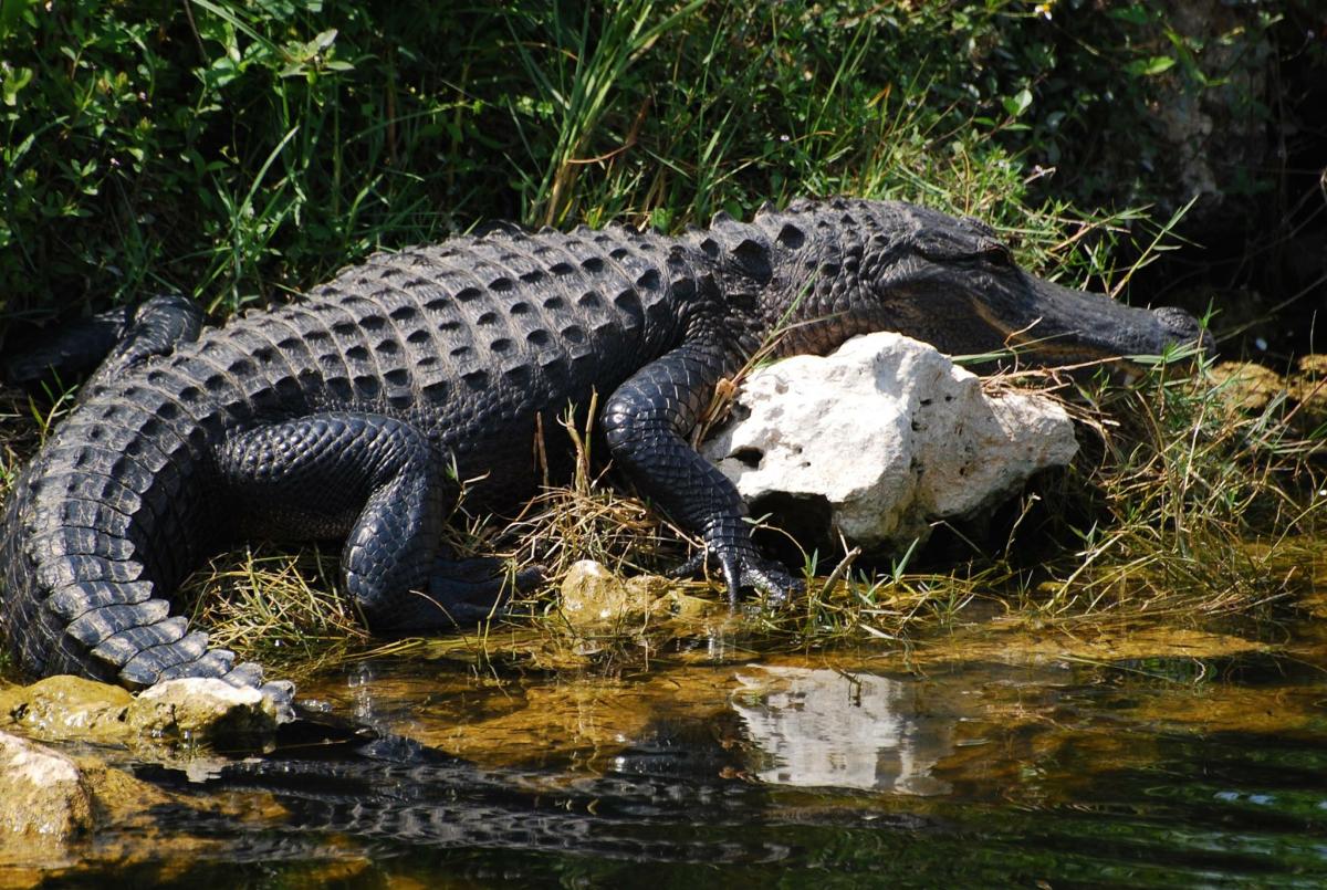 Everglades Swamp Tours in Fort Lauderdale | VISIT FLORIDA