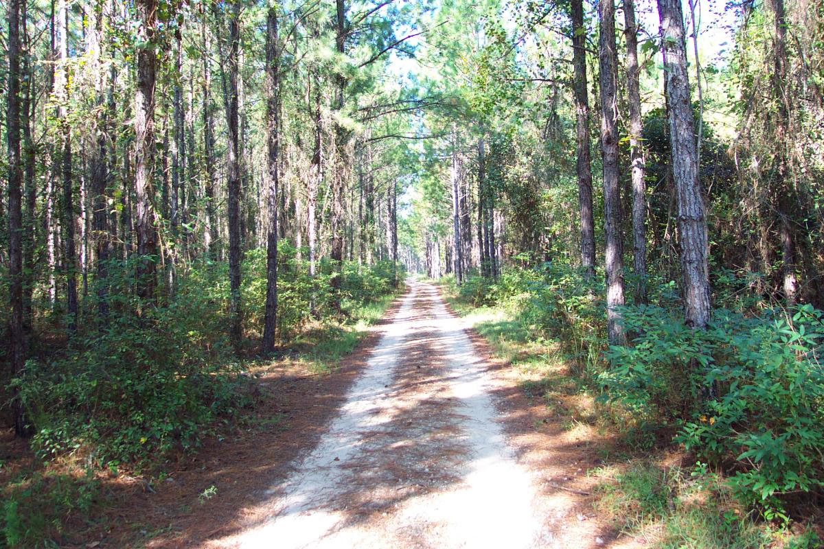 Wakulla State Forest Trails in Crawfordville | VISIT FLORIDA