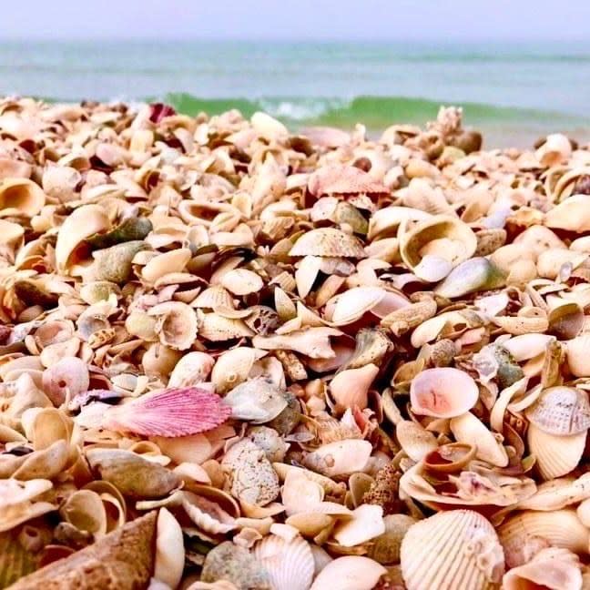 Treasure Seekers Shell Tours in Marco Island | VISIT FLORIDA
