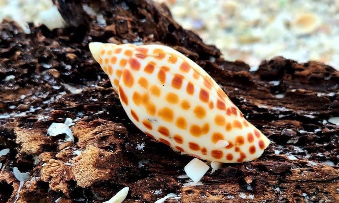 Treasure Seekers Shell Tours in Marco Island | VISIT FLORIDA