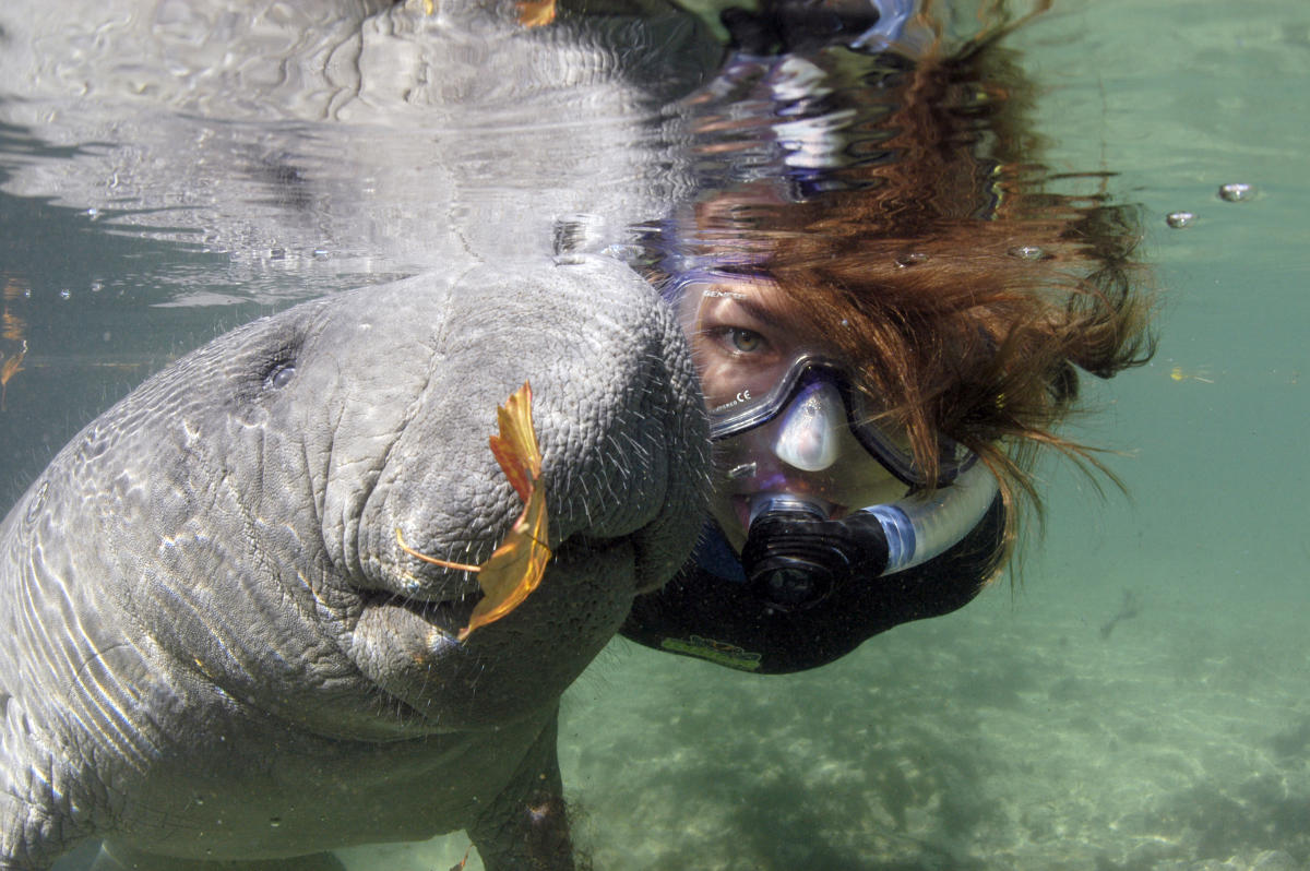 Discover Crystal River in Crystal River | VISIT FLORIDA