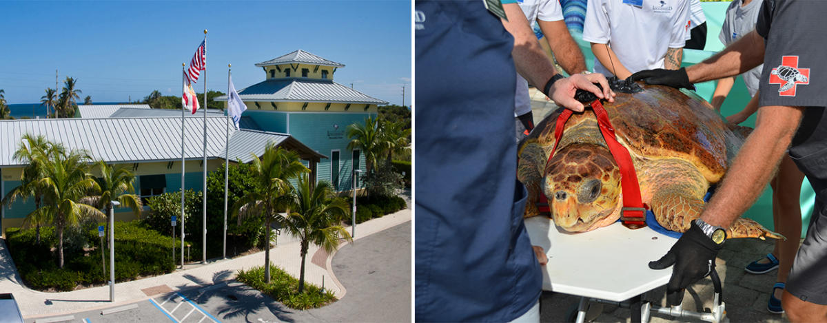 Loggerhead Marinelife Center in Juno Beach | VISIT FLORIDA